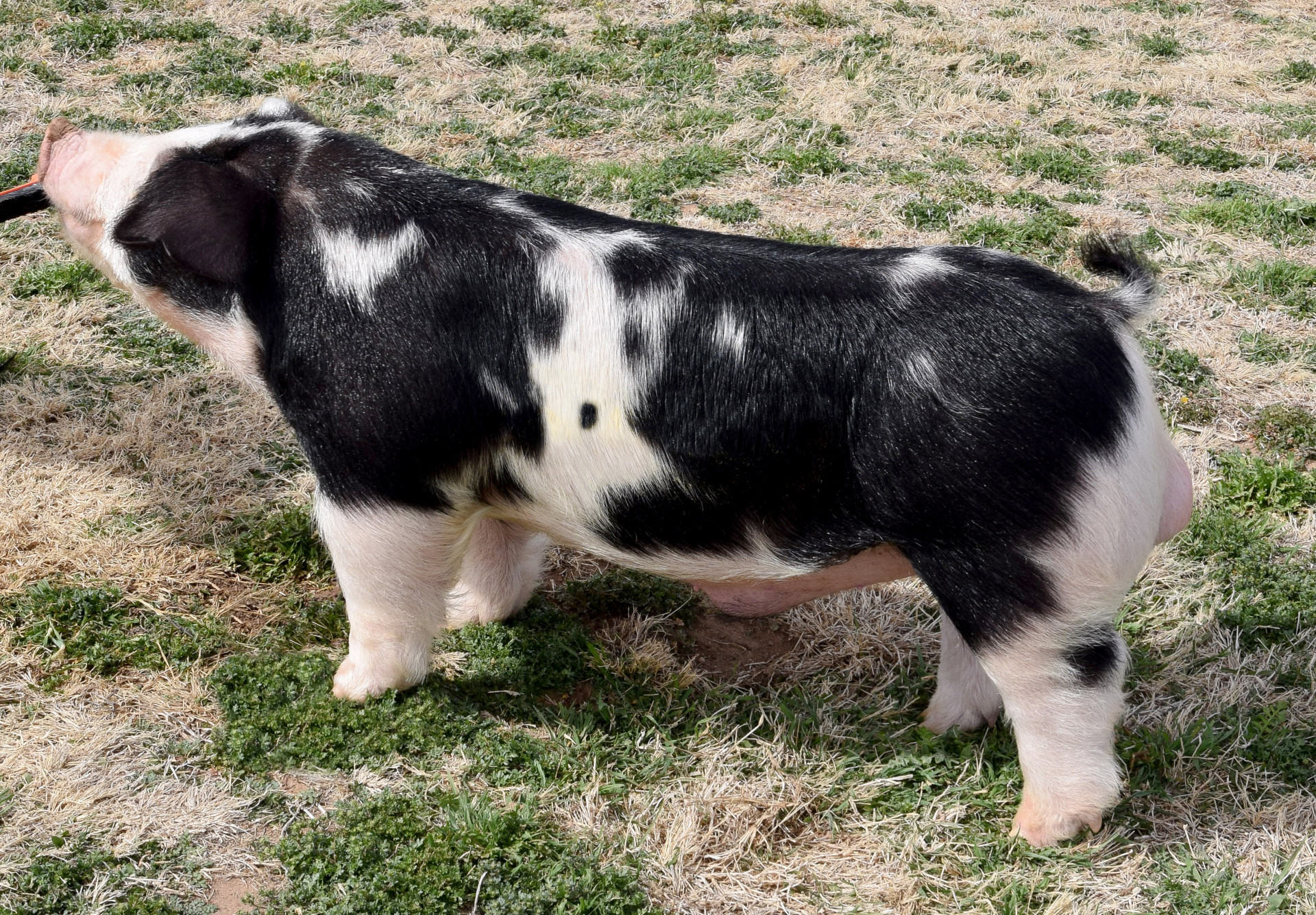 Chad Hill Durocs Boar Page