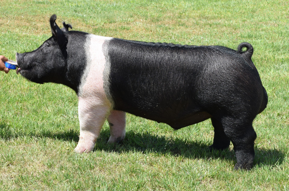 Chad Hill Durocs Boar Page