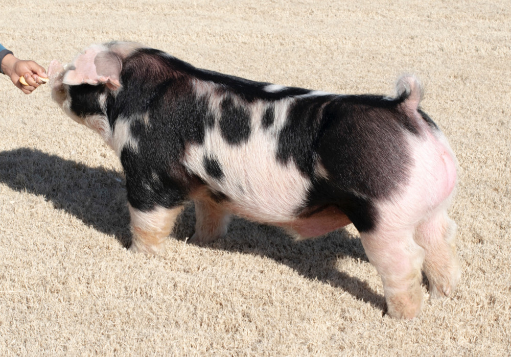 Chad Hill Durocs Boar Page