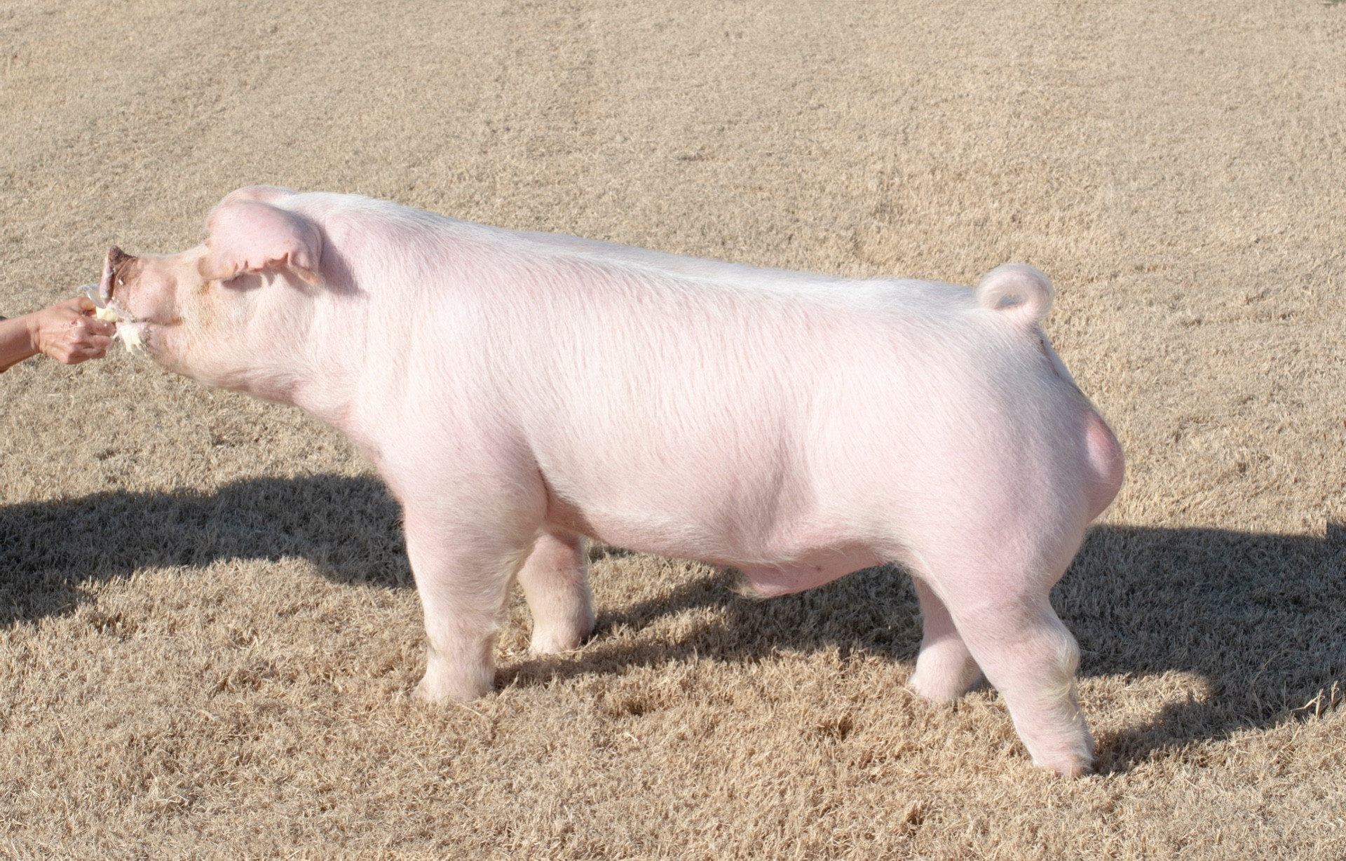 Chad Hill Durocs Boar Page