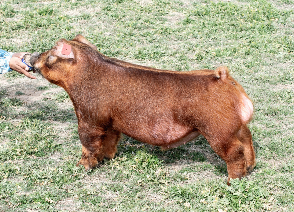 Chad Hill Durocs Boar Page