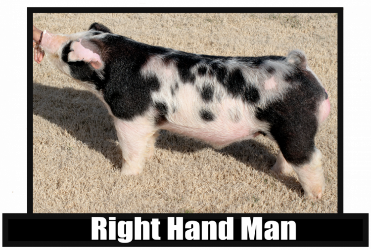 1 Boar Stud : Chad Hill Duorcs Hill Stud