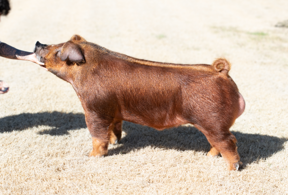 Chad Hill Durocs Boar Page