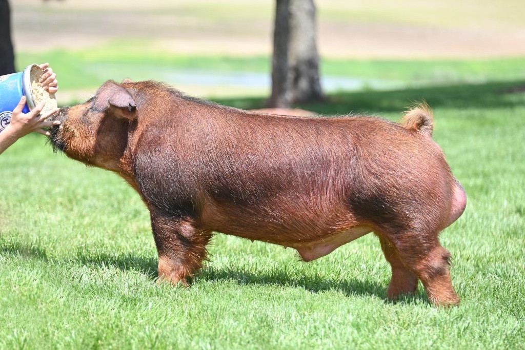 Chad Hill Durocs Boar Page