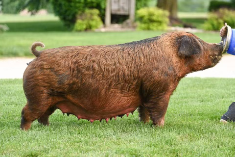 Chad Hill Durocs Boar Page