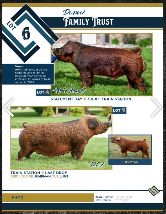 Chad Hill Durocs Boar Page