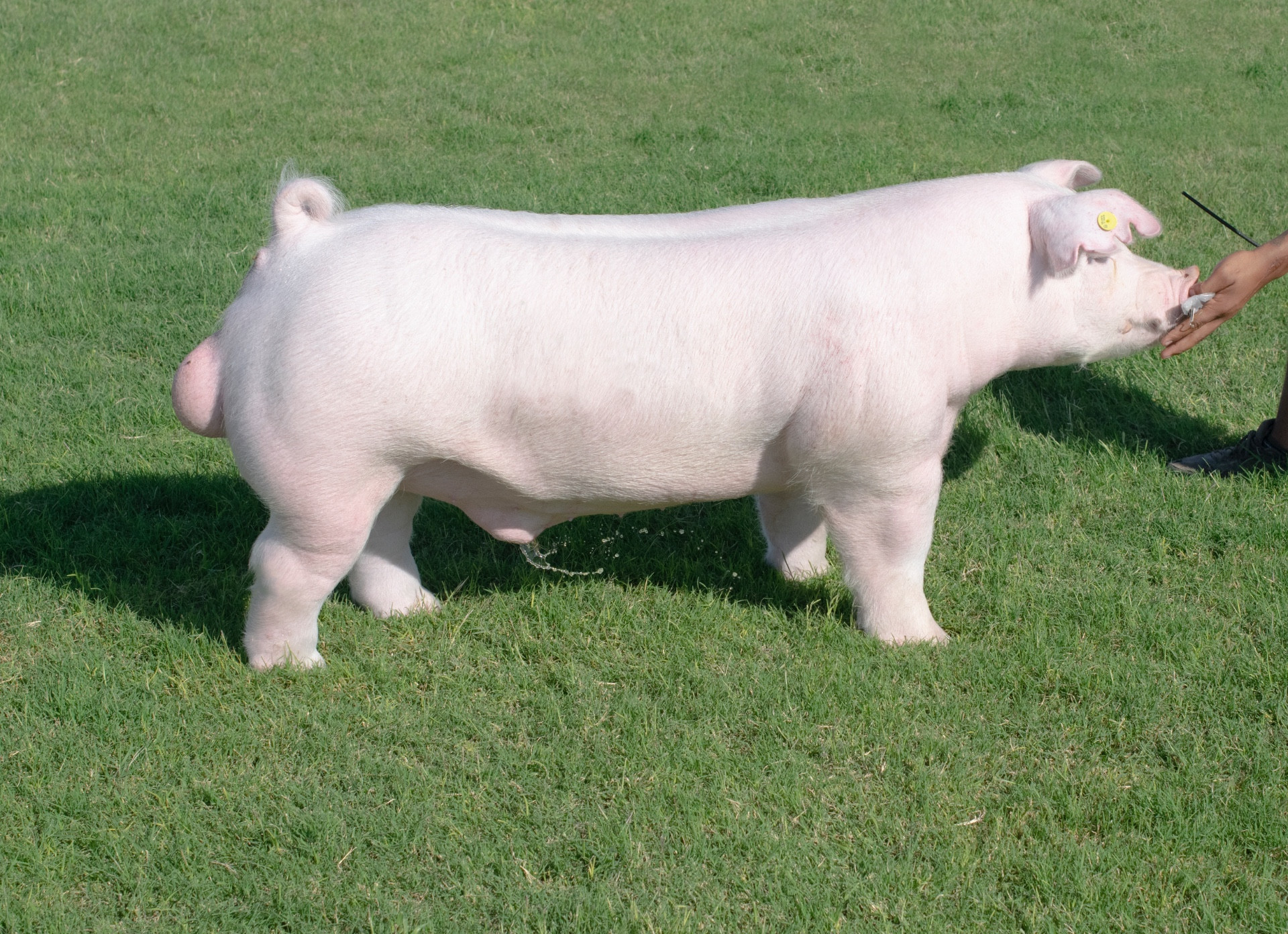 Chad Hill Durocs Boar Page