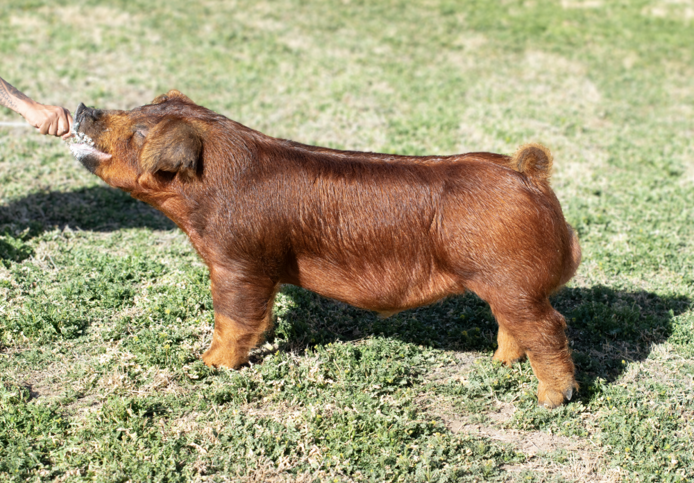 Chad Hill Durocs Boar Page