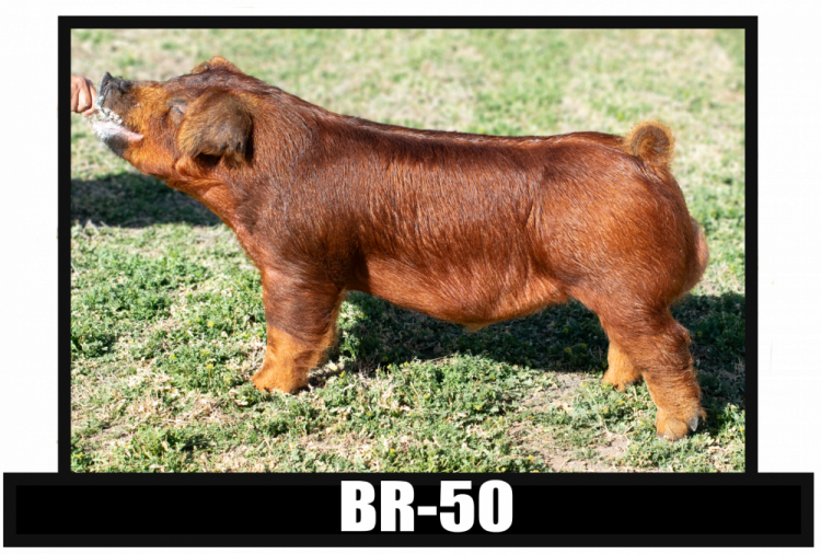 1 Boar Stud : Chad Hill Duorcs Hill Stud