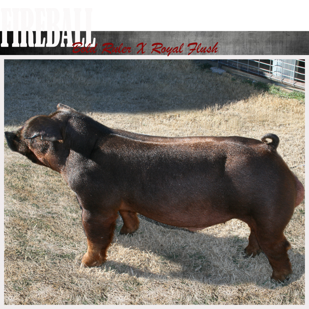 Hill Stud, Chad Hill Duorcs