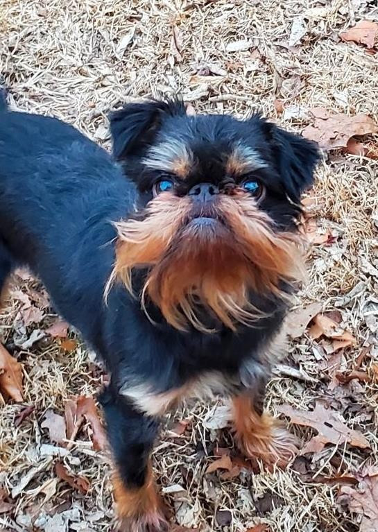 Brussels Griffon Sires