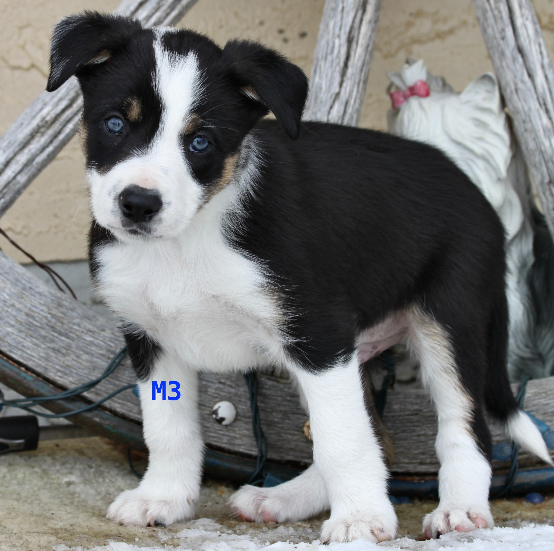 Canine Solutions - Border Collie Breeders - Puppies for Sale - Alberta