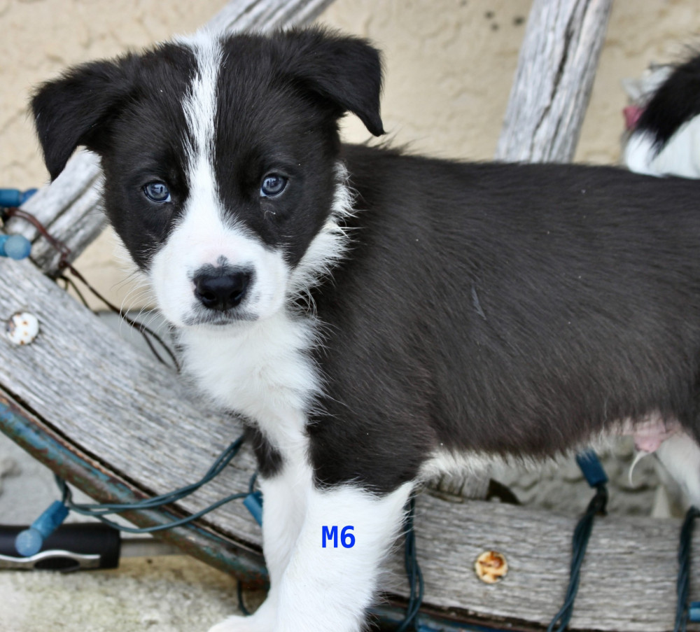 Canine Solutions - Border Collie Breeders - Puppies for Sale - Alberta