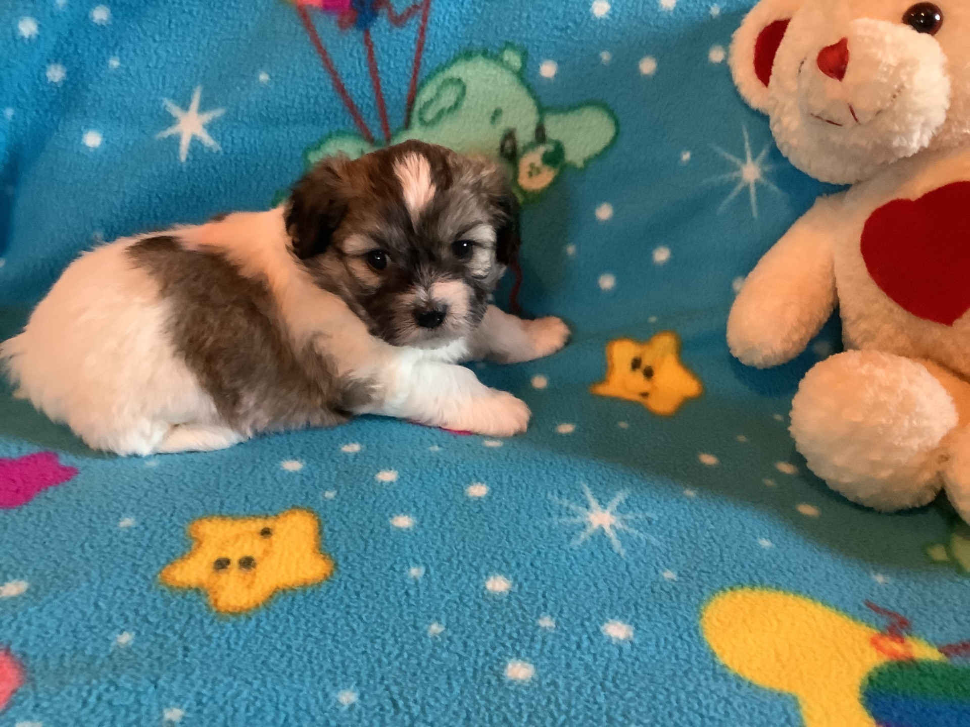 Wisconsin shih tzus, bichon frise from Muscoda @www. dietershihtzus.com