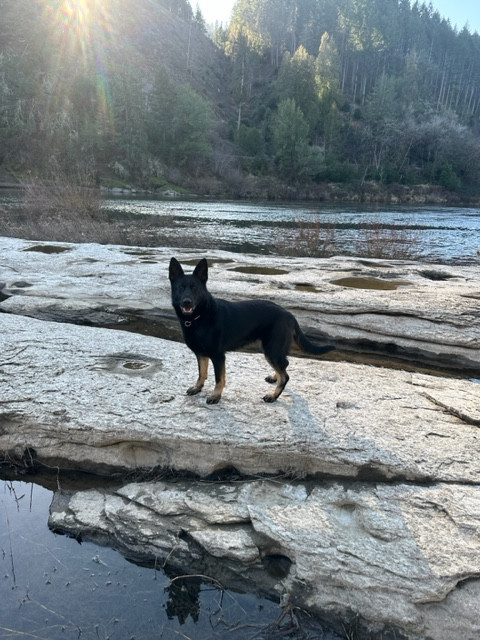 VHM German Shepherds