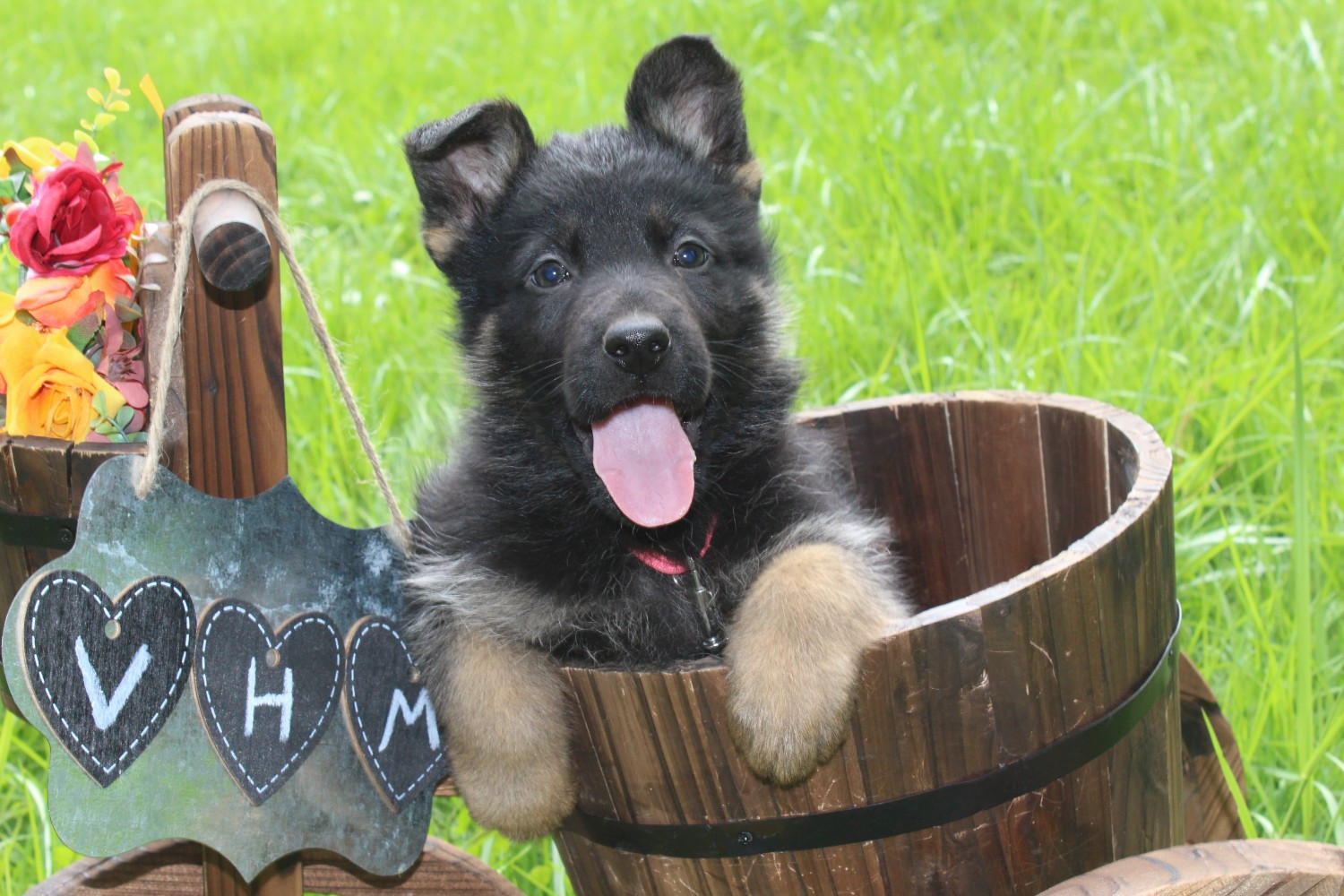 Vom Haus Middleton German Shepherds dogs for sale