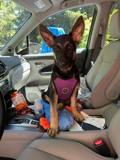 VHM German Shepherd Puppies for sale