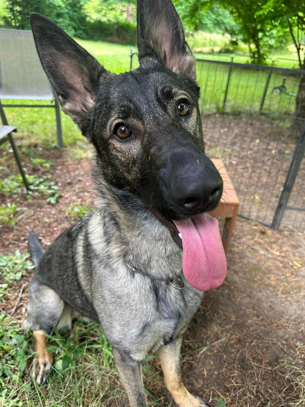 Vom Haus Middleton German Shepherds dogs for sale