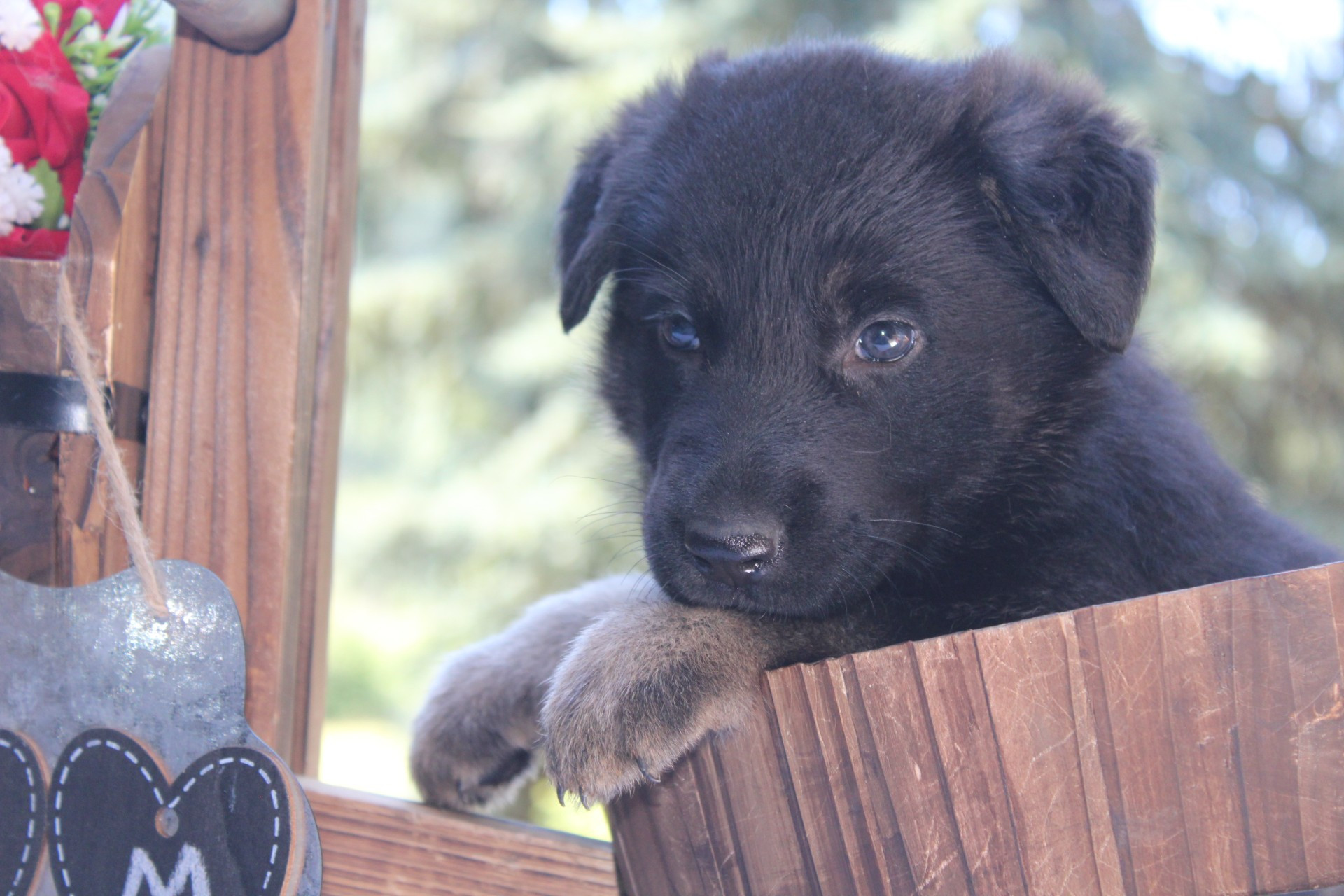 VHM German Shepherd Puppies for sale
