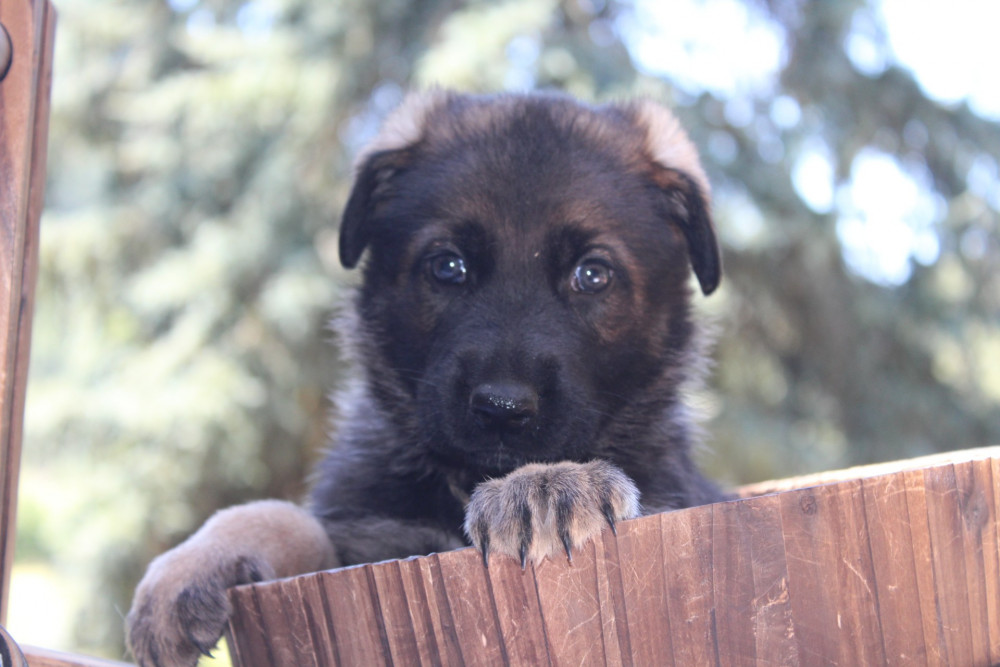 VHM German Shepherd Puppies for sale
