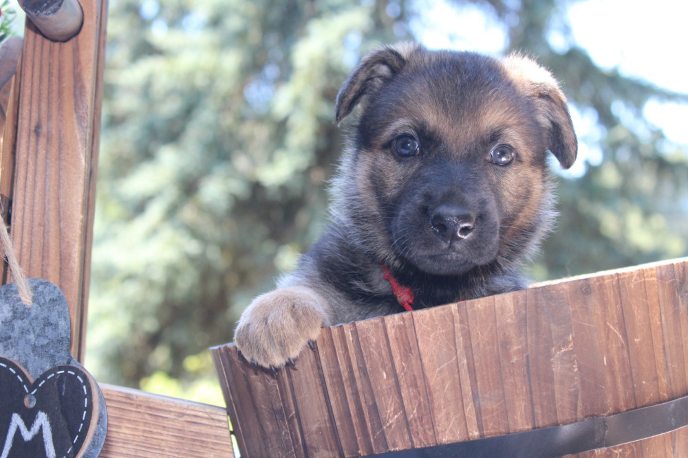 VHM German Shepherd Puppies for sale