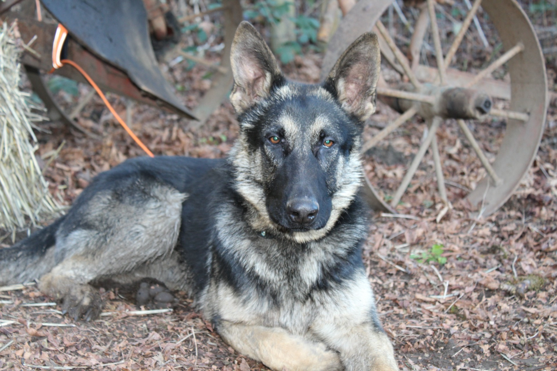 Vom Haus Middleton German Shepherds dogs for sale