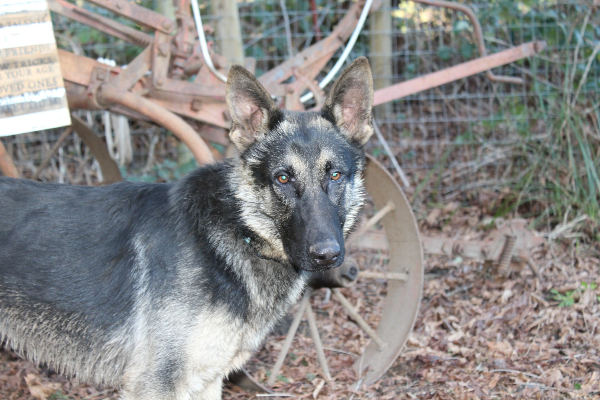 Vom Haus Middleton German Shepherds dogs for sale