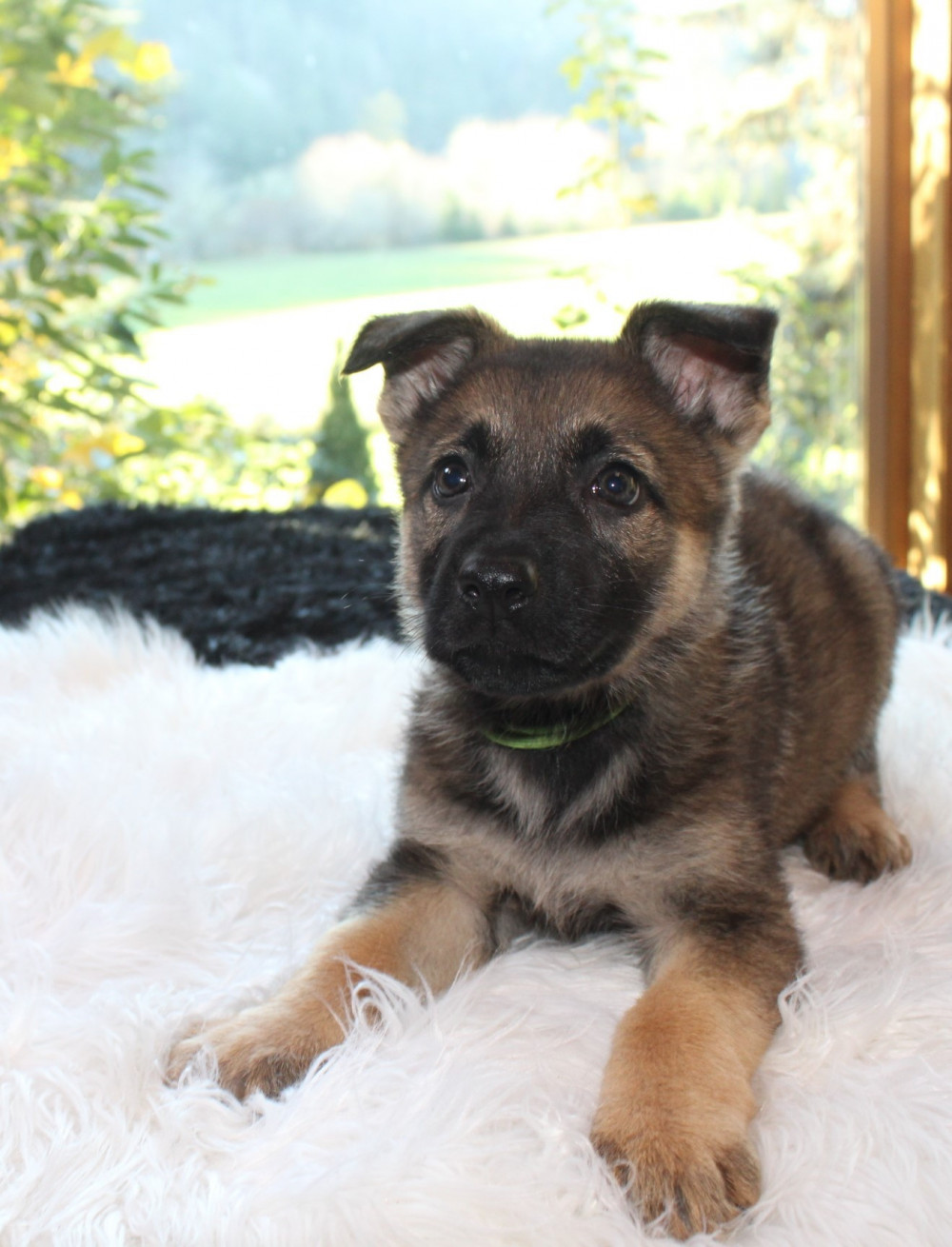 VHM German Shepherds