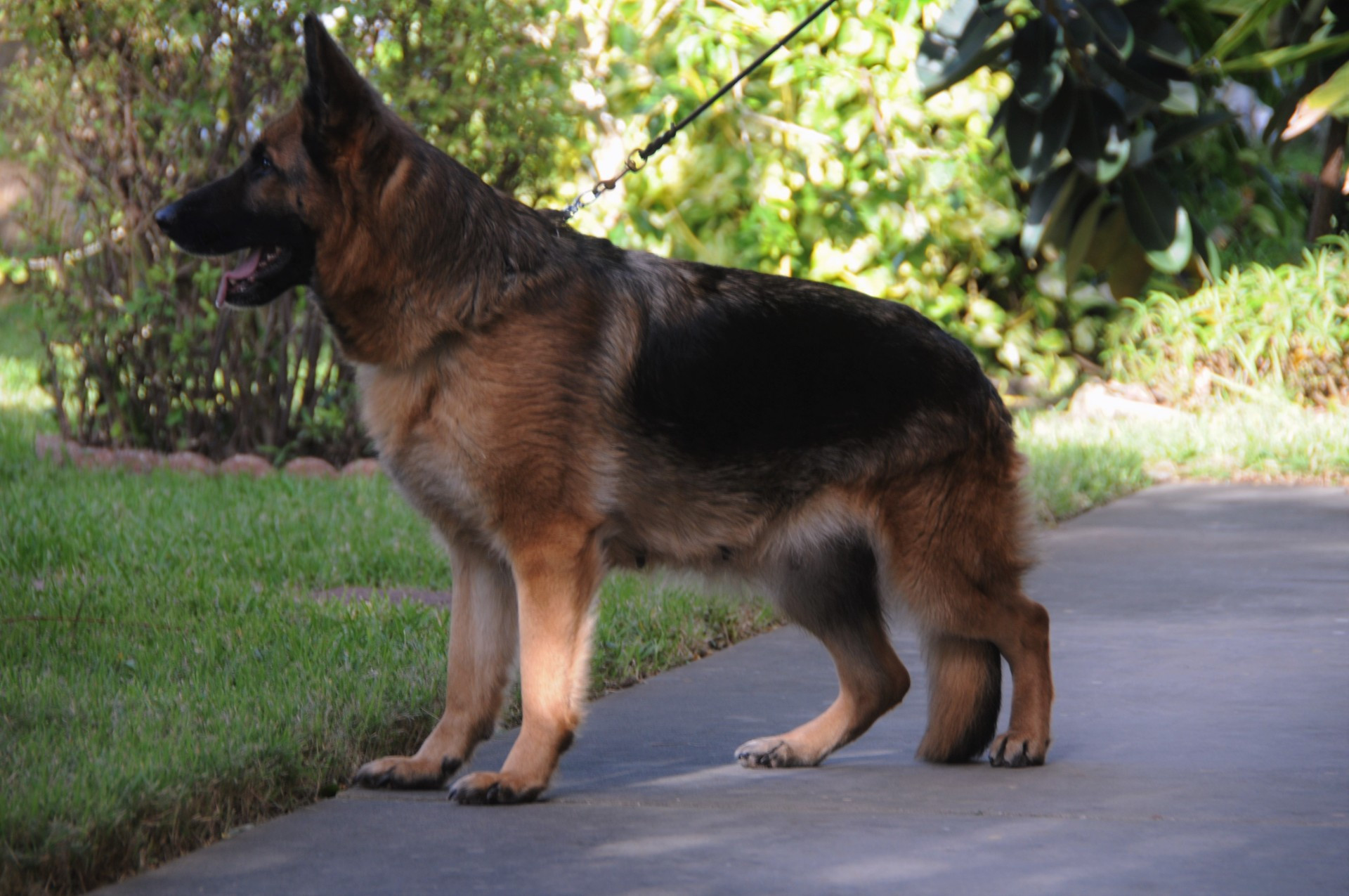 About VHM German Shepherd Dogs