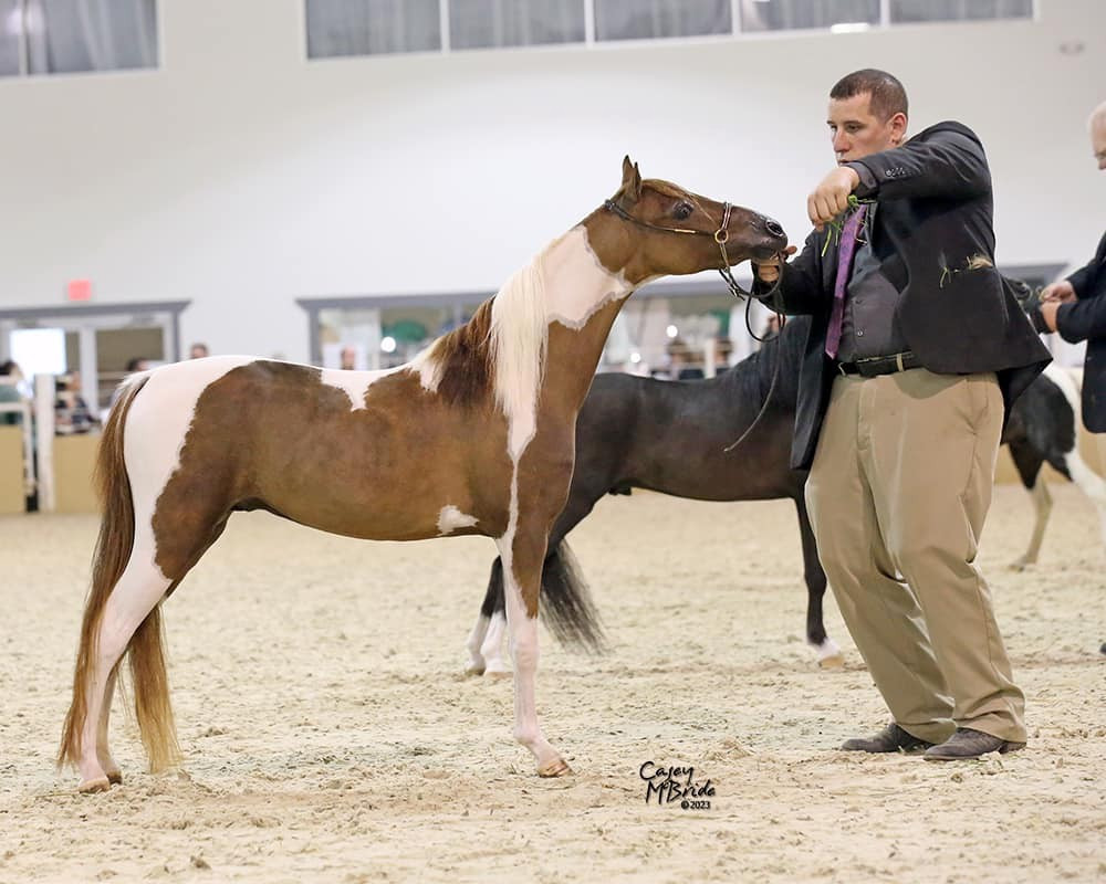 TSL's Sweet Evening Breeze