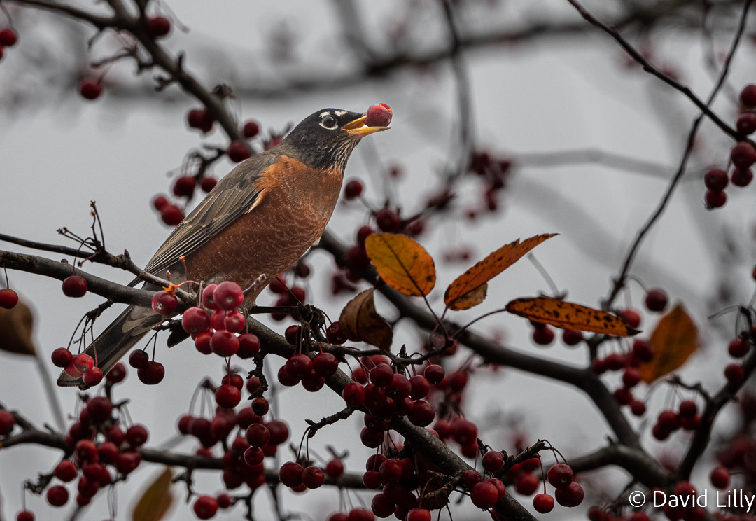 New Brunswick Bird Photography