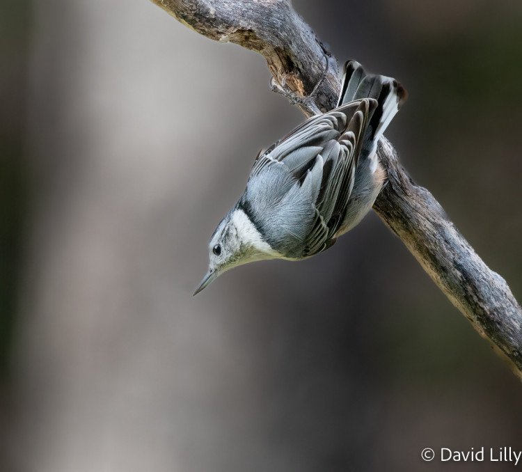 New Brunswick Bird Photography