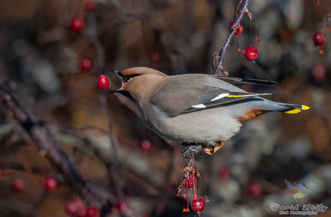 New Brunswick Bird Photography