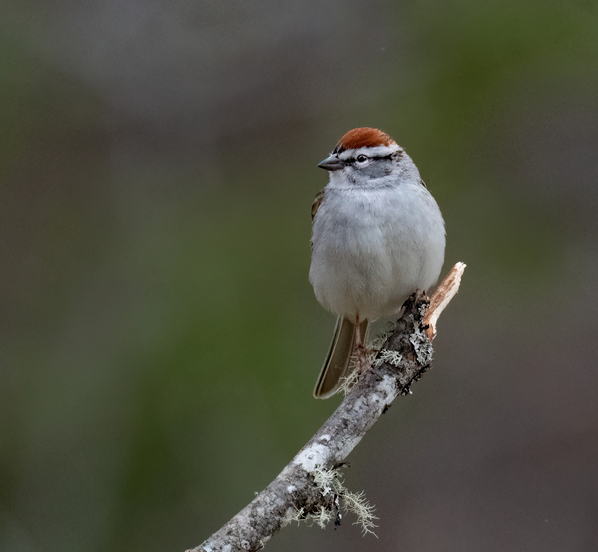New Brunswick Bird Photography