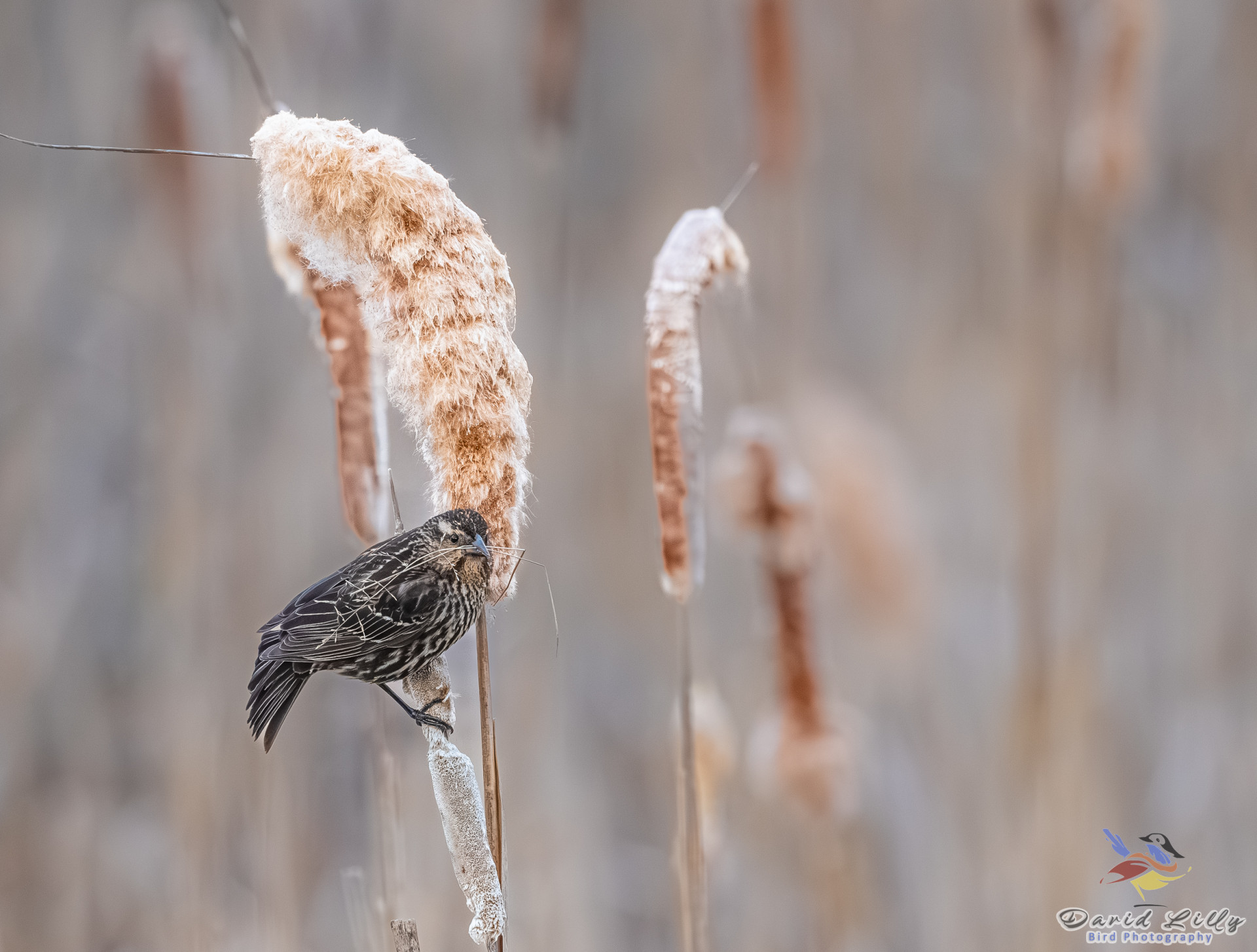 New Brunswick Bird Photography