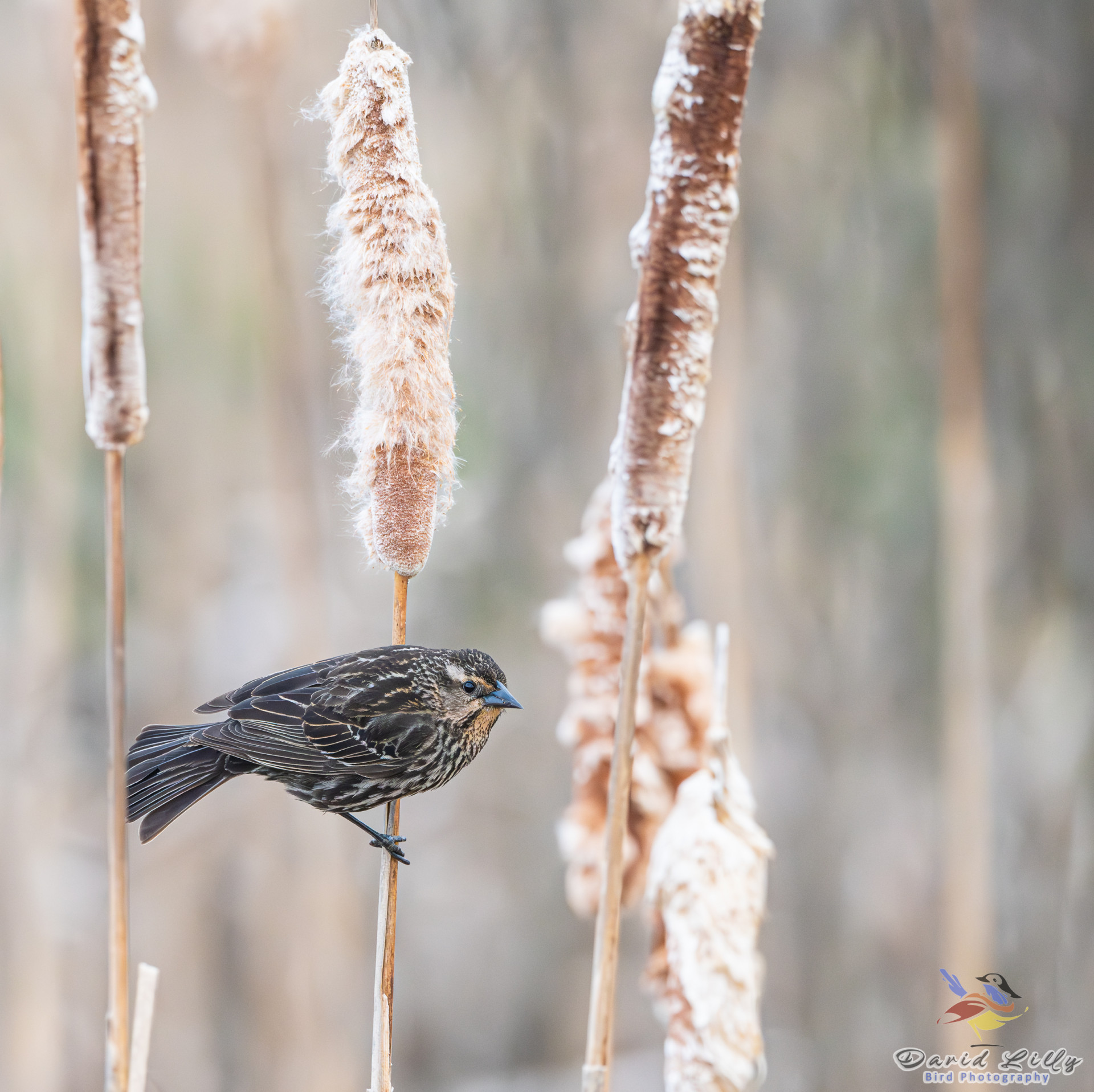 New Brunswick Bird Photography