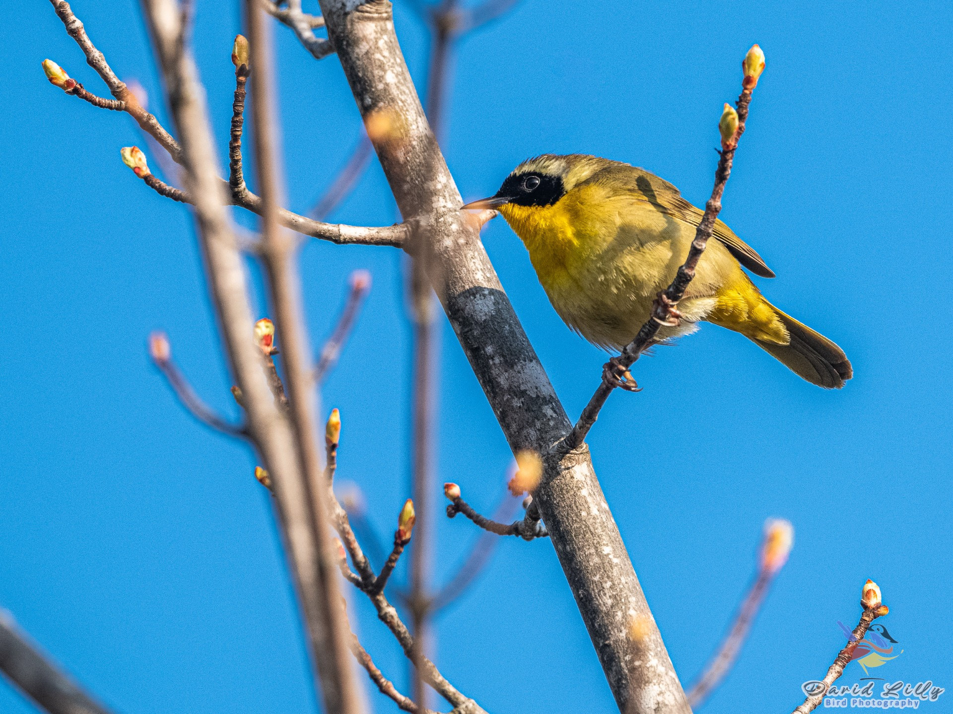 New Brunswick Bird Photography