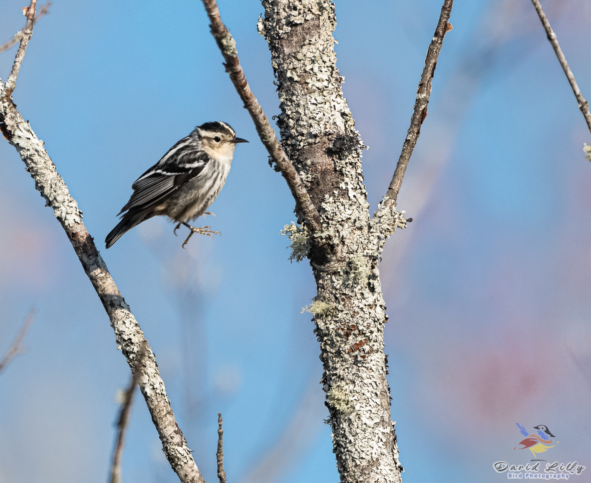 New Brunswick Bird Photography