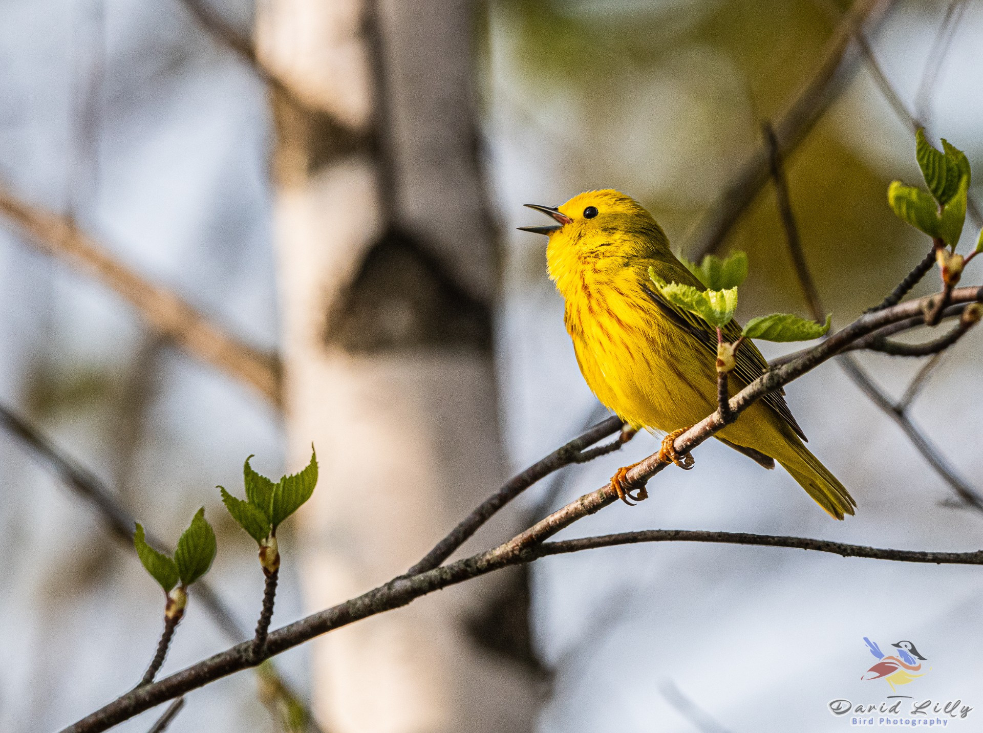 New Brunswick Bird Photography