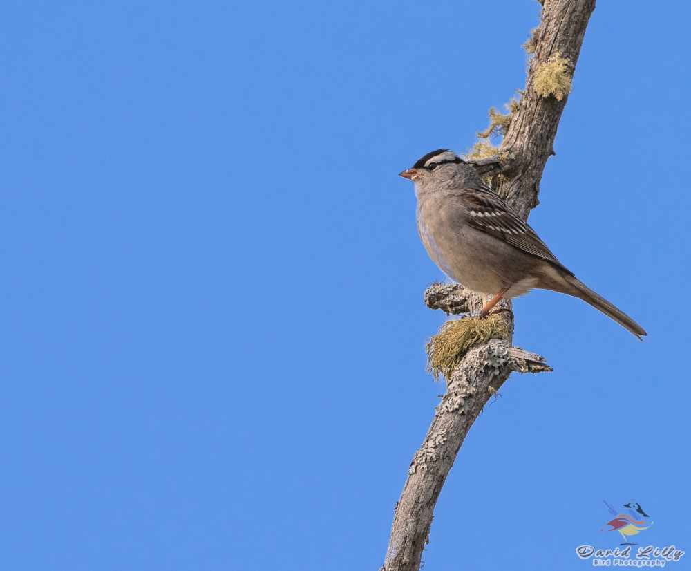 New Brunswick Bird Photography