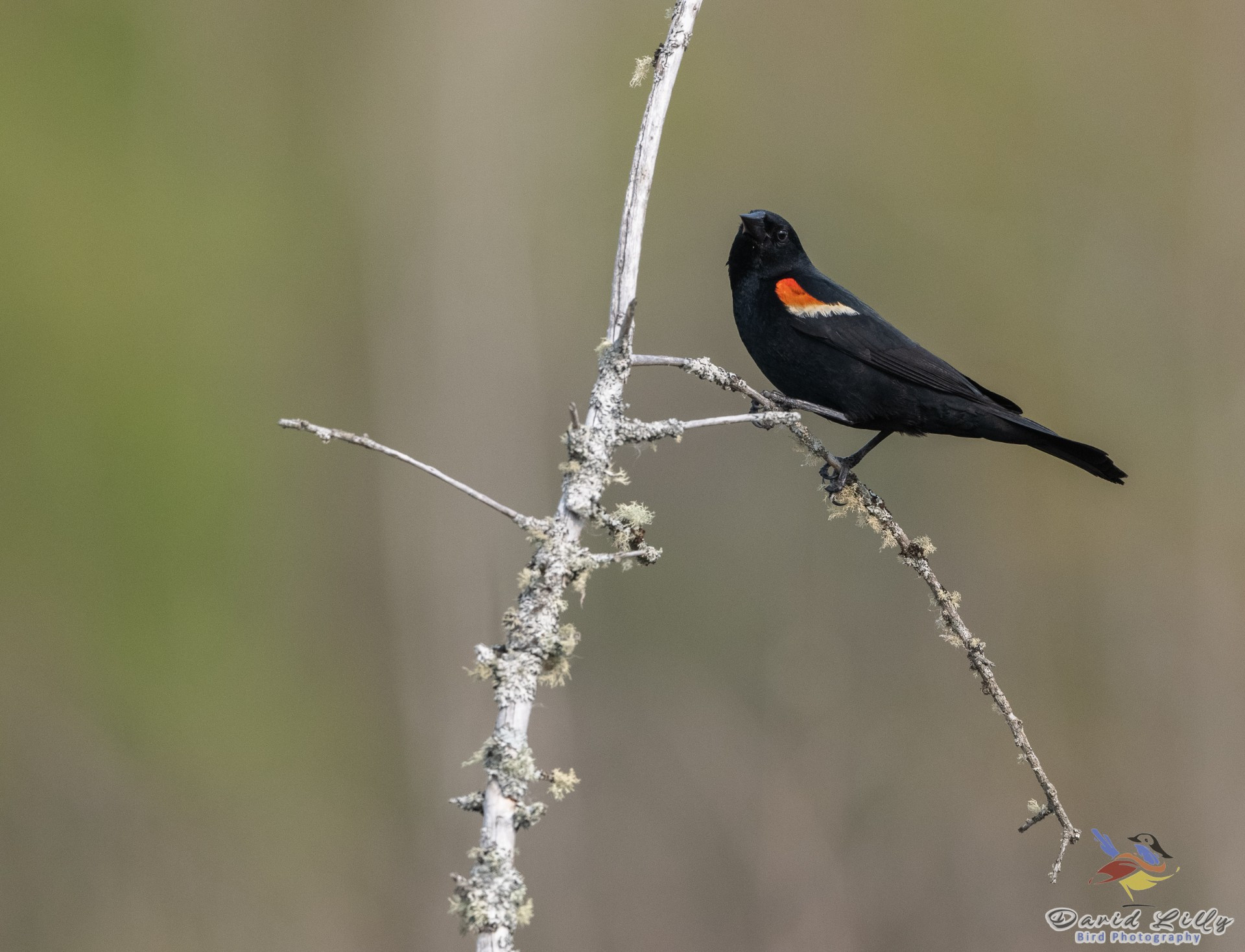New Brunswick Bird Photography