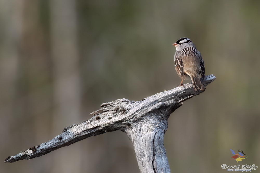 New Brunswick Bird Photography