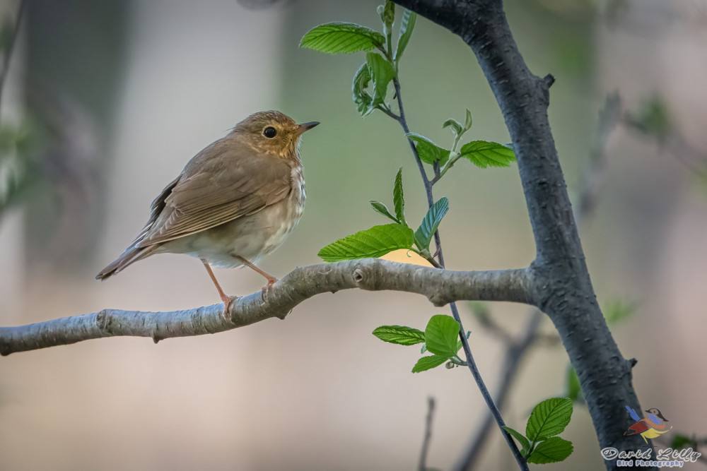 New Brunswick Bird Photography