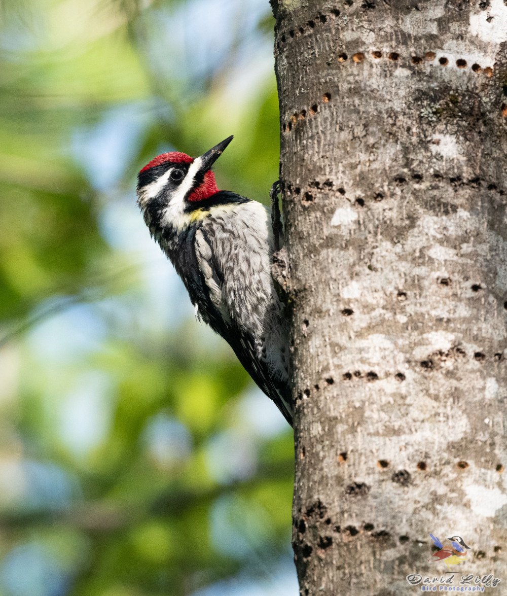 New Brunswick Bird Photography