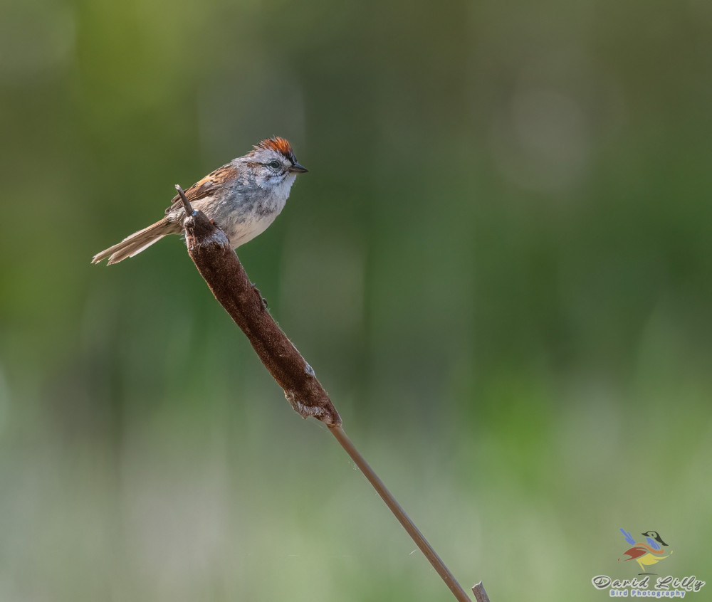 New Brunswick Bird Photography