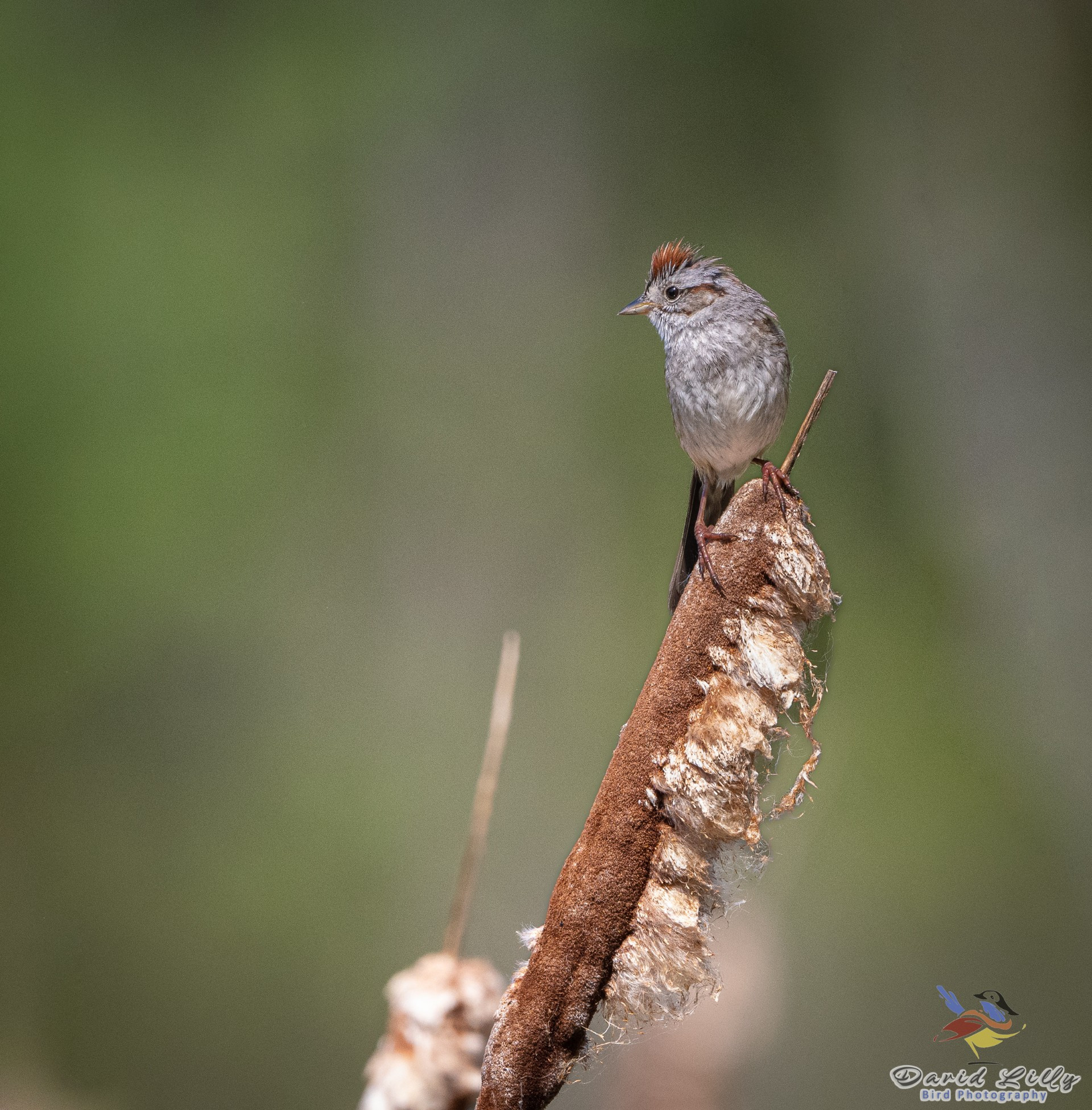 New Brunswick Bird Photography
