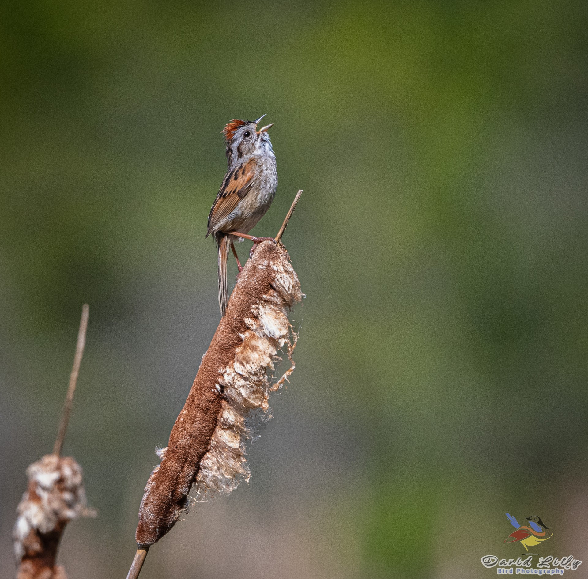 New Brunswick Bird Photography