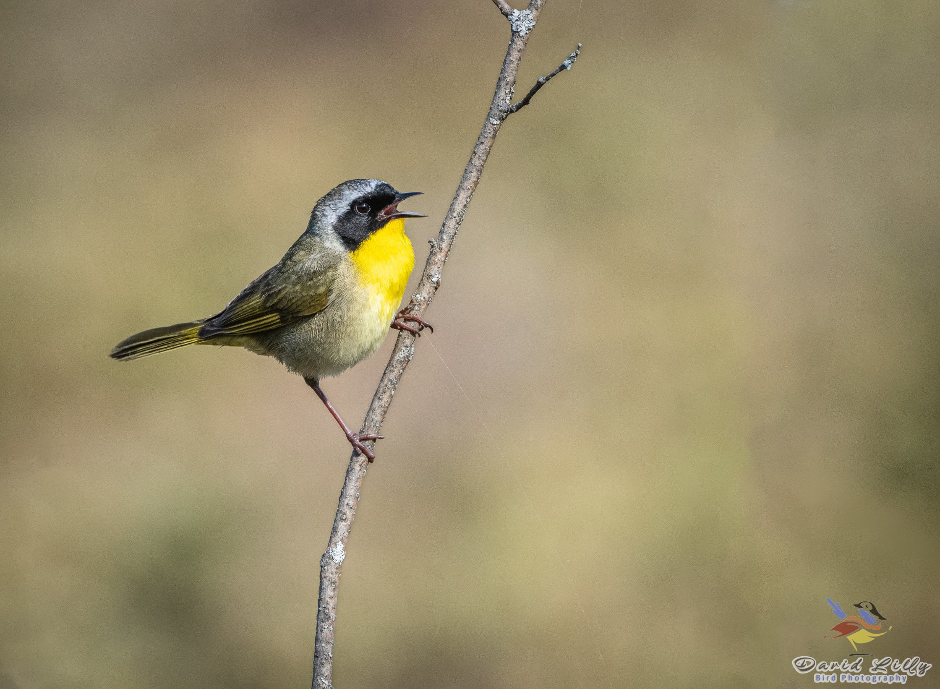 New Brunswick Bird Photography