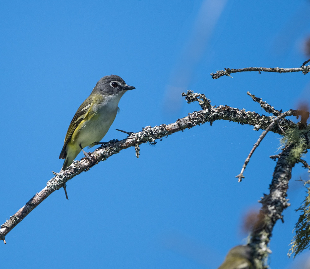 New Brunswick Bird Photography