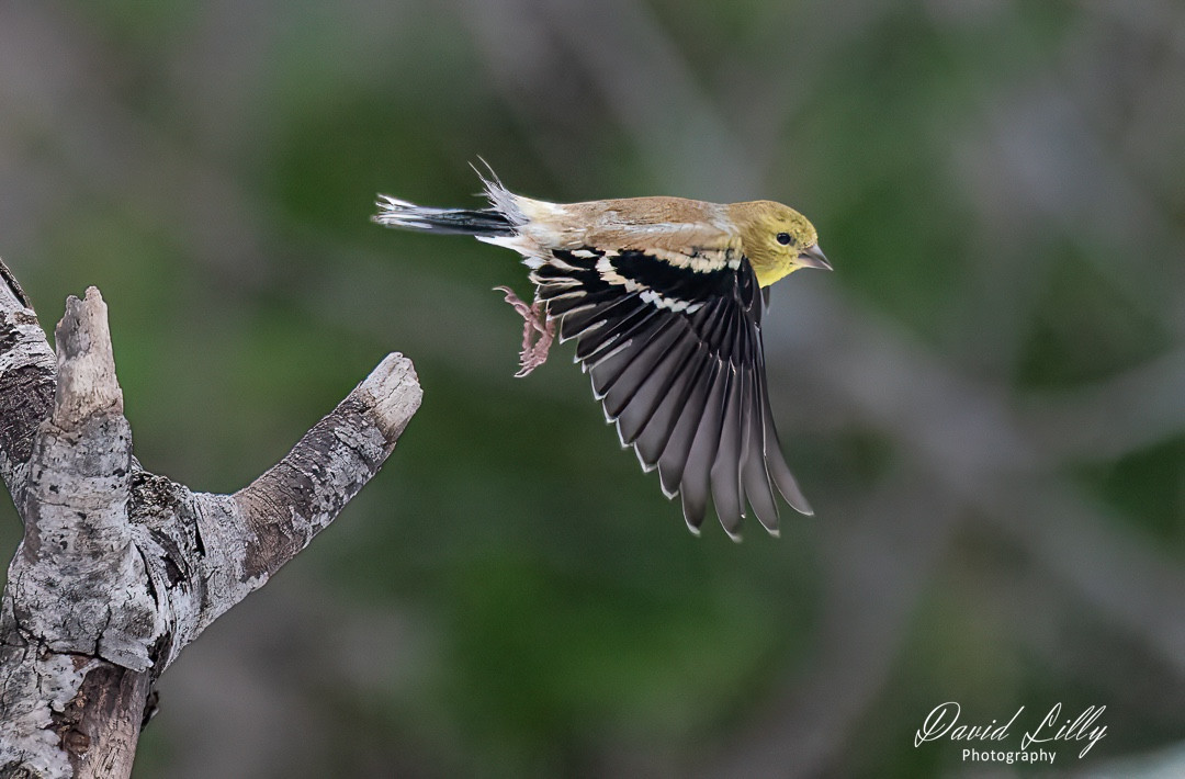 New Brunswick Bird Photography